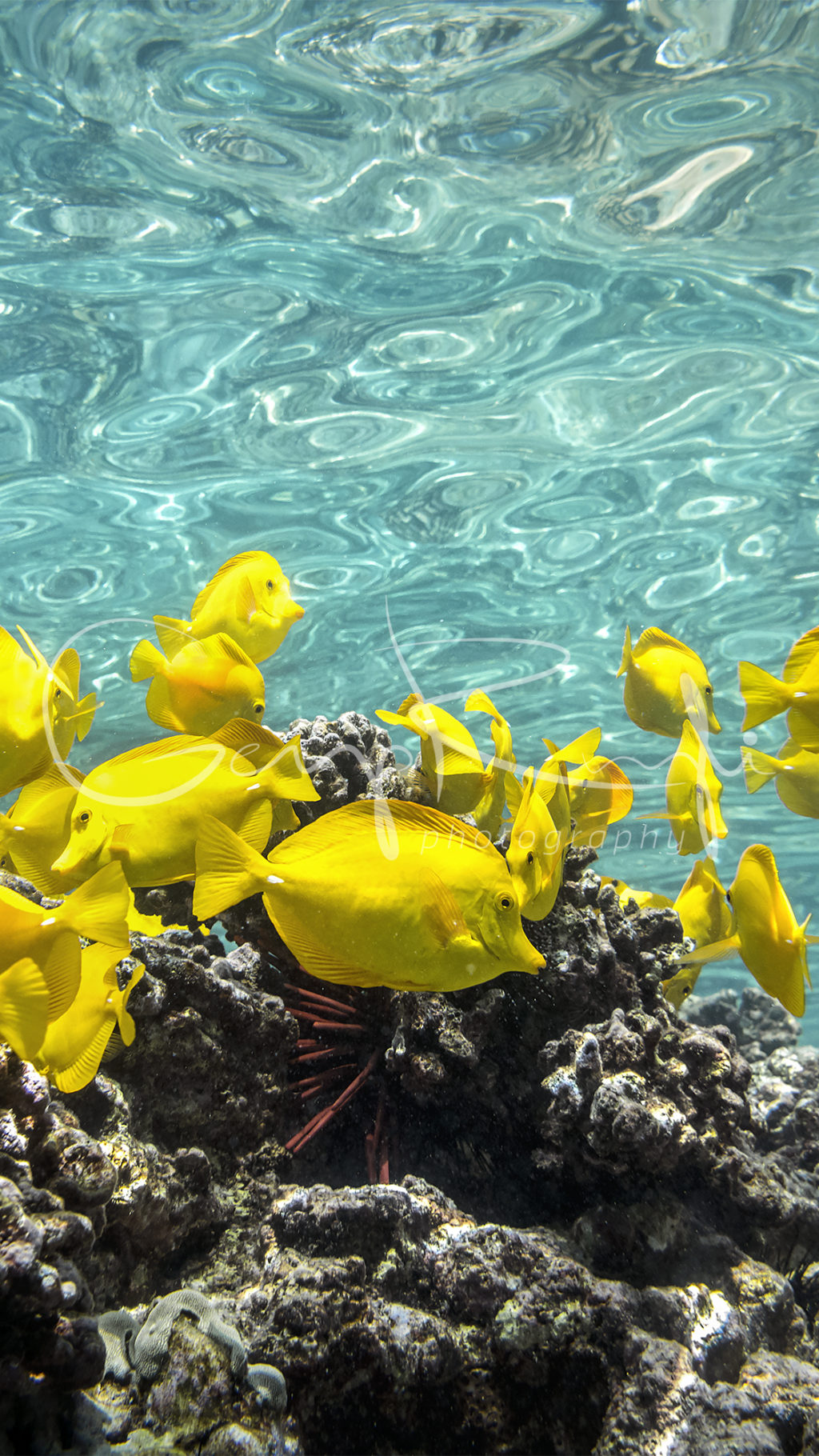 Ocean Mobile Wallpaper – Tang-Gang | Rugli Photography